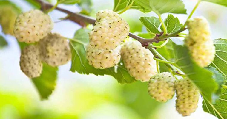 Fruit...The Persian Perspective • Countries & Cultures